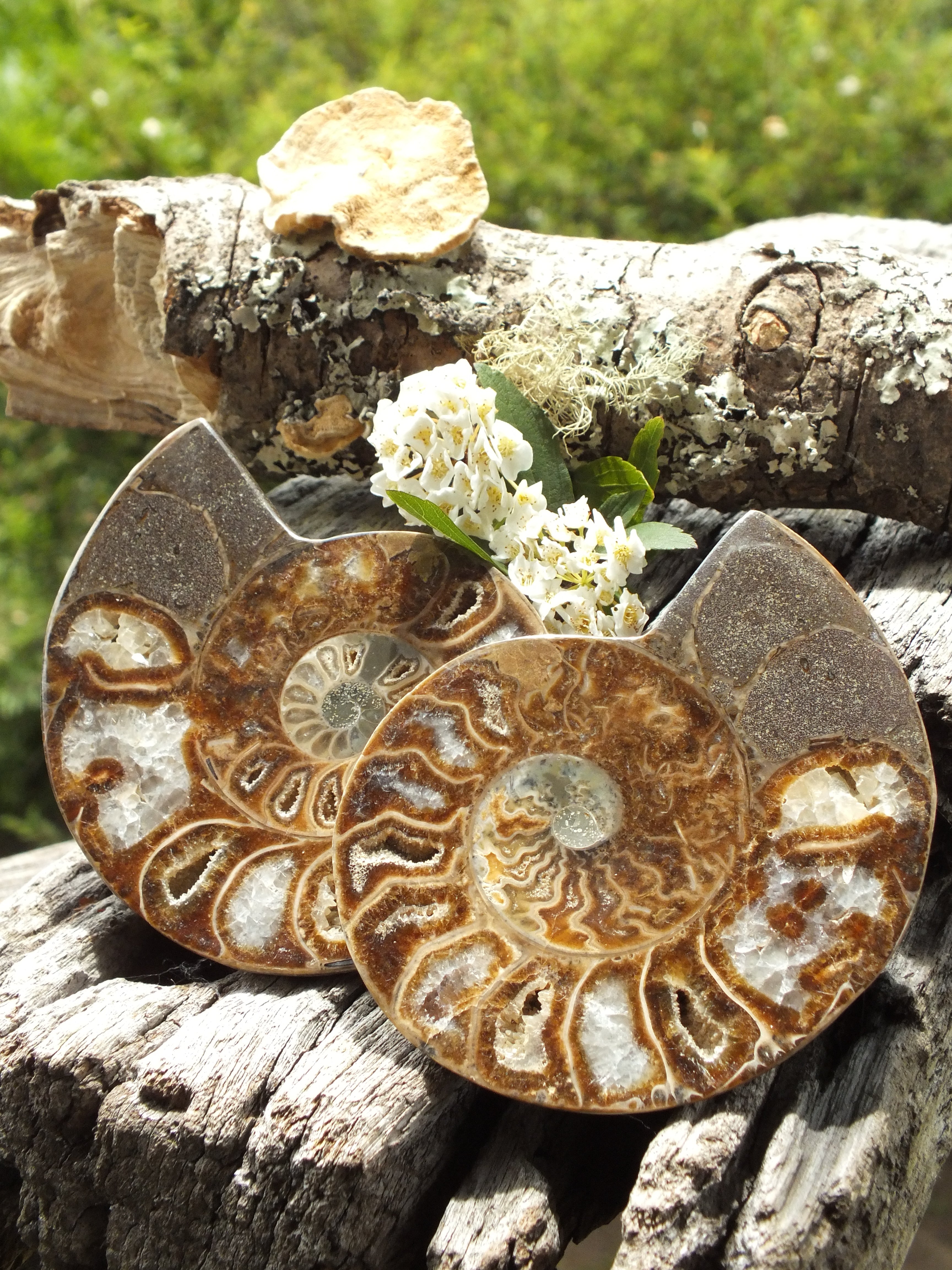 Fossils – Onyx Castle